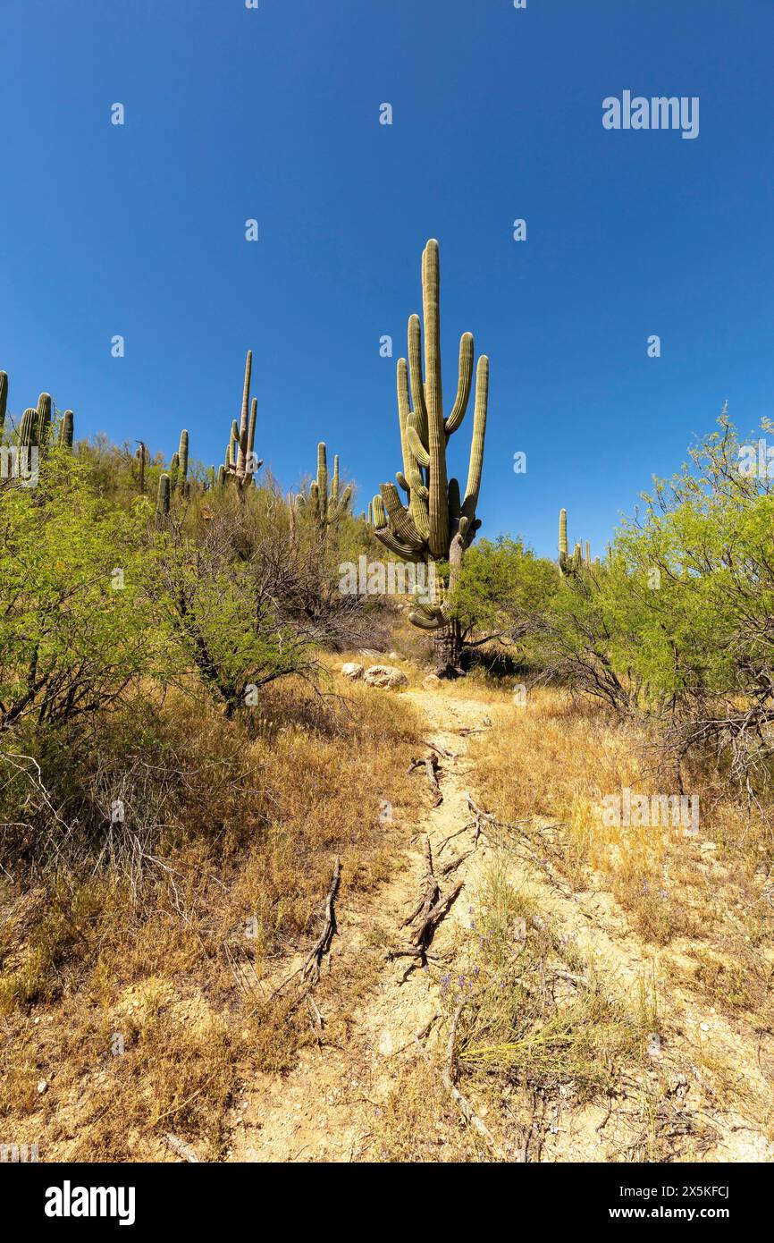 Majestic Saguaro, Saˈɣwaɾo, Carnegiea Gigantea, standing in glorious ...