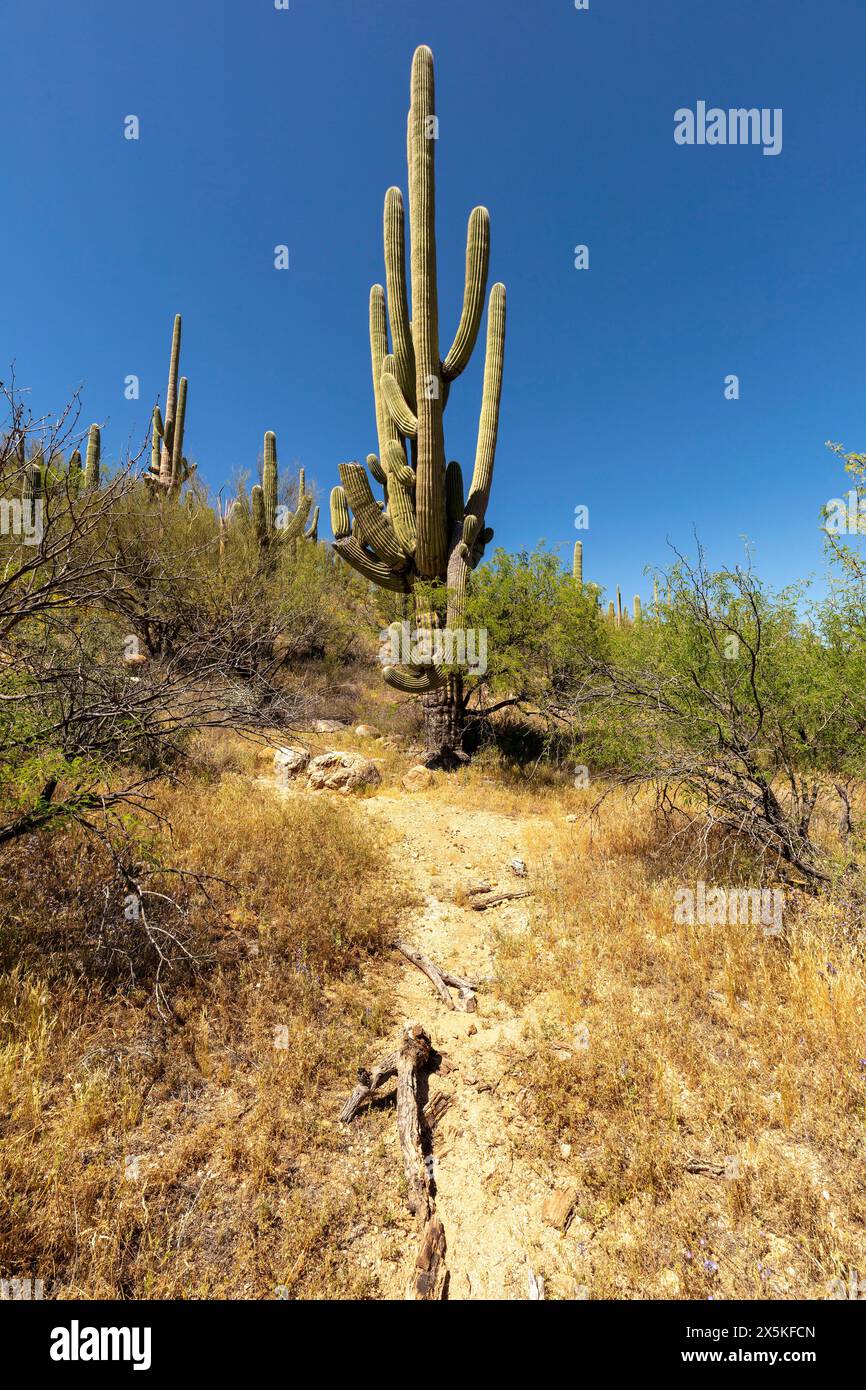 Majestic Saguaro, Saˈɣwaɾo, Carnegiea Gigantea, standing in glorious ...