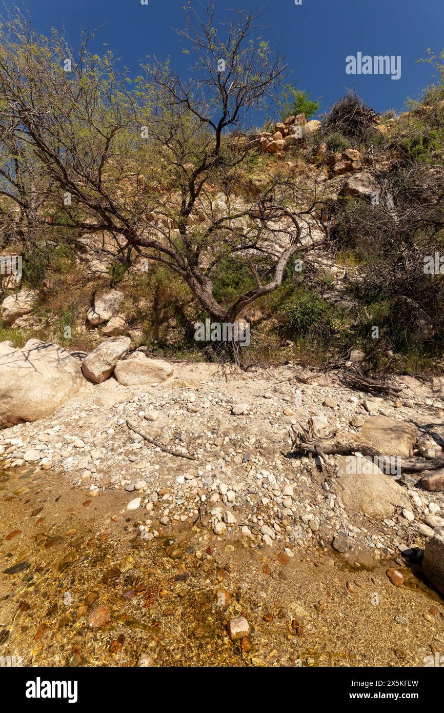 The wide open space of the glorious Catalina State Park, Oro Valley ...