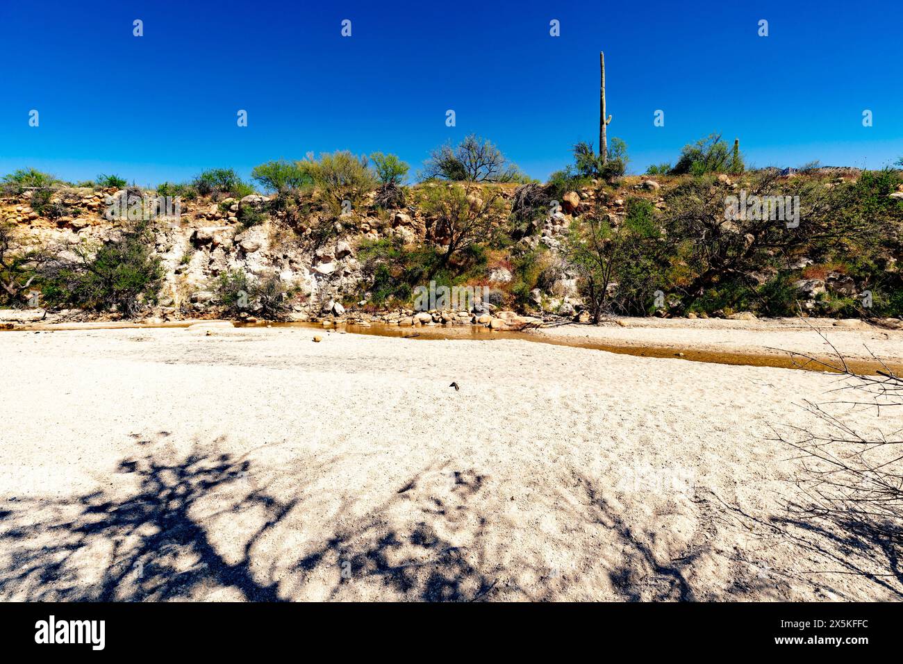 The wide open space of the glorious Catalina State Park, Oro Valley ...