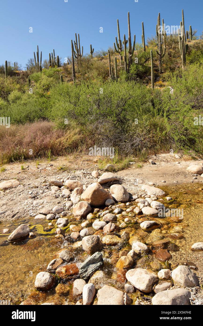 The wide open space of the glorious Catalina State Park, Oro Valley ...