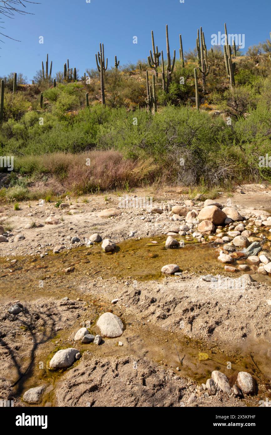 The wide open space of the glorious Catalina State Park, Oro Valley ...