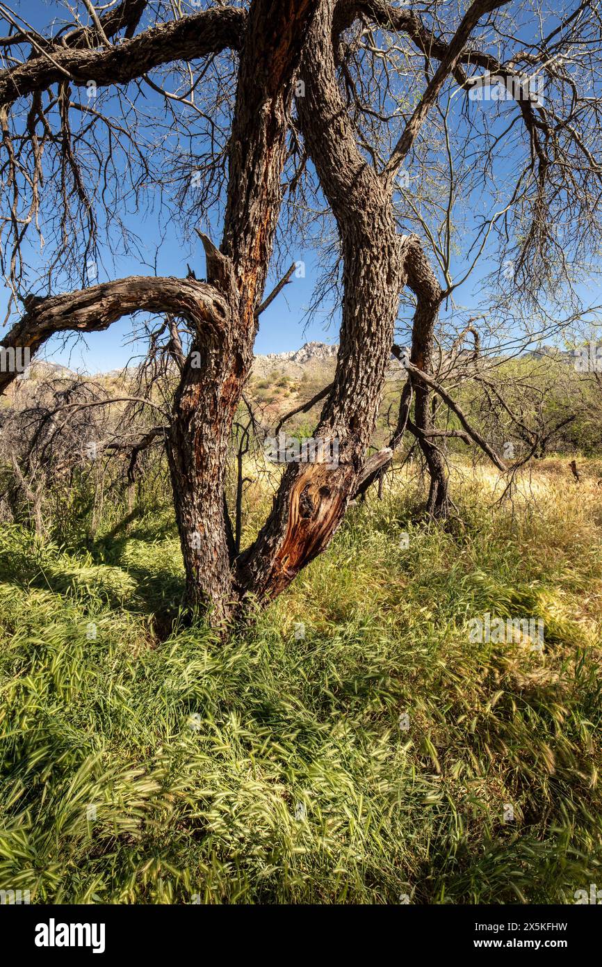 The wide open space of the glorious Catalina State Park, Oro Valley ...