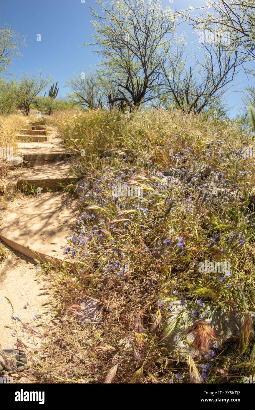 The wide open space of the glorious Catalina State Park, Oro Valley ...