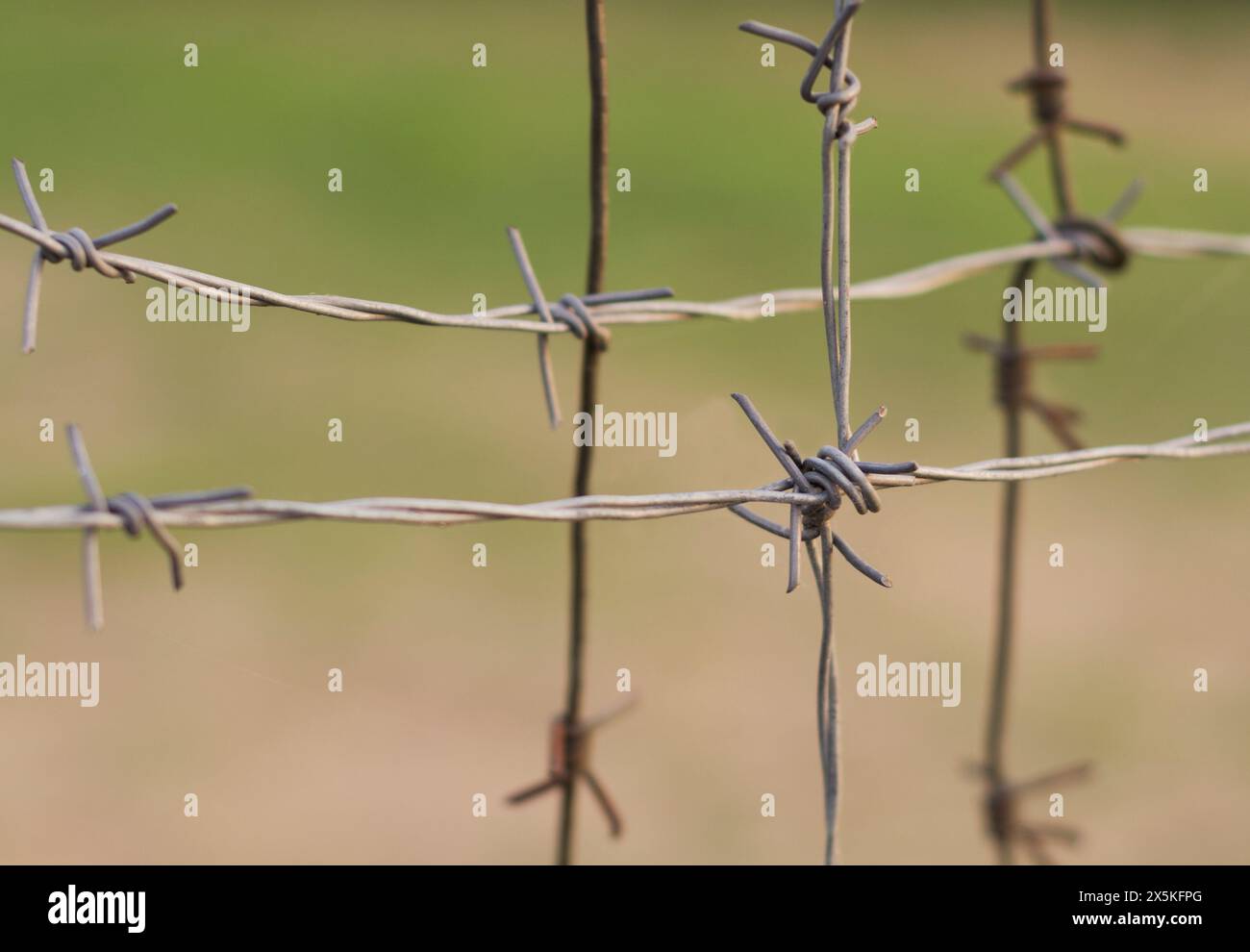 Wire guard tree hi-res stock photography and images - Alamy