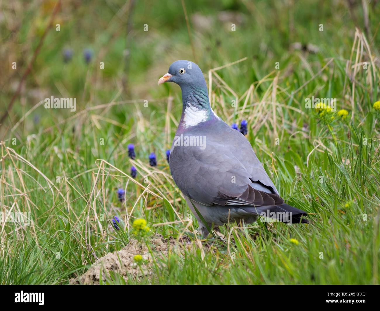 Common wood pigeon resting amongst green grass and wildflowers on a ...