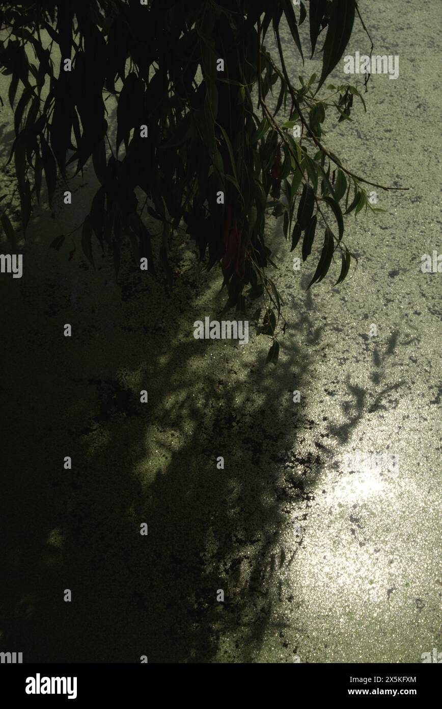 Weeping Willow tree branch hangs over algae bloom on a lake surface in ...