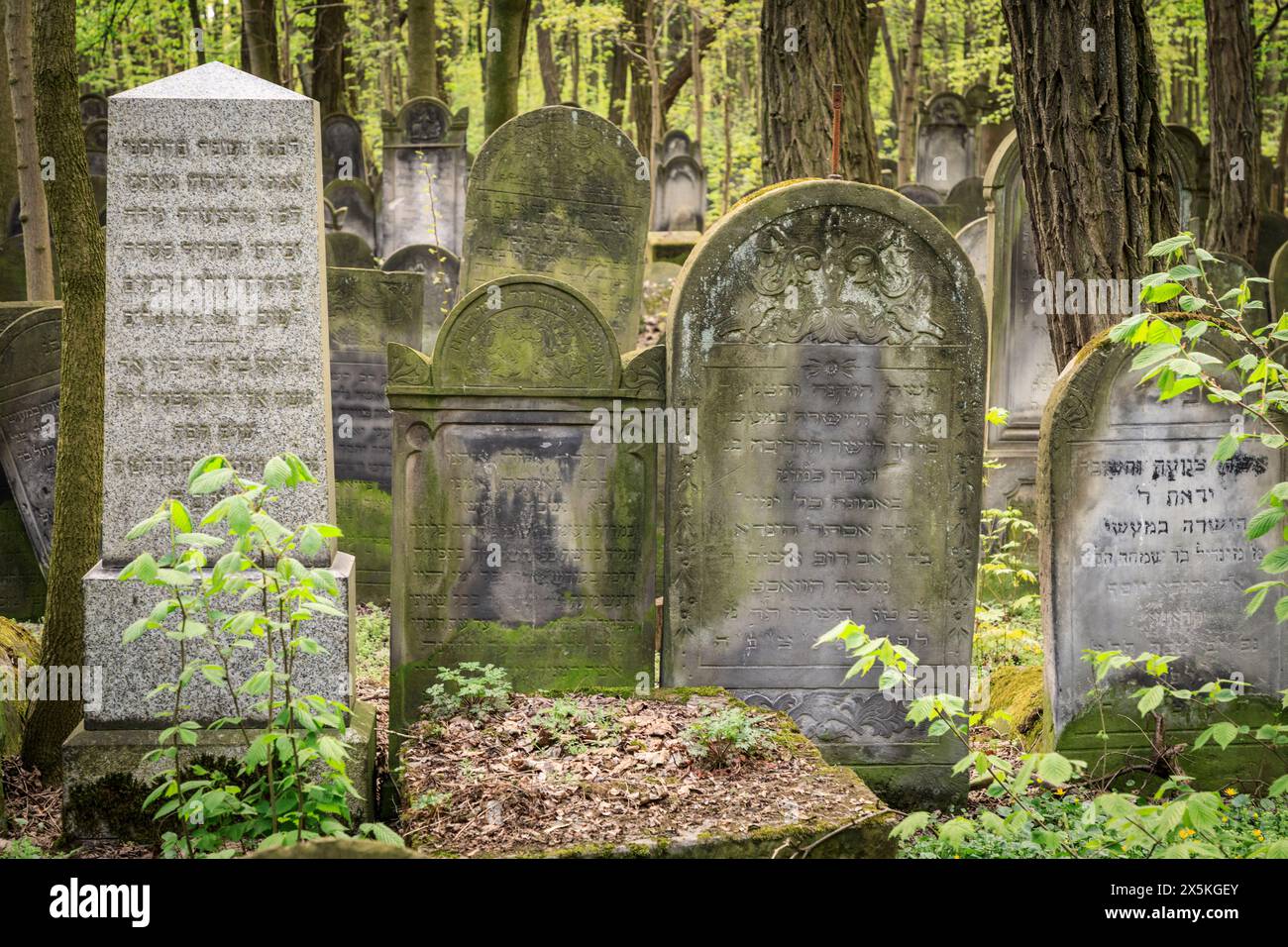 Jewish Cemetery on Okopowa Street. Largest Jewish cemetery in the world ...
