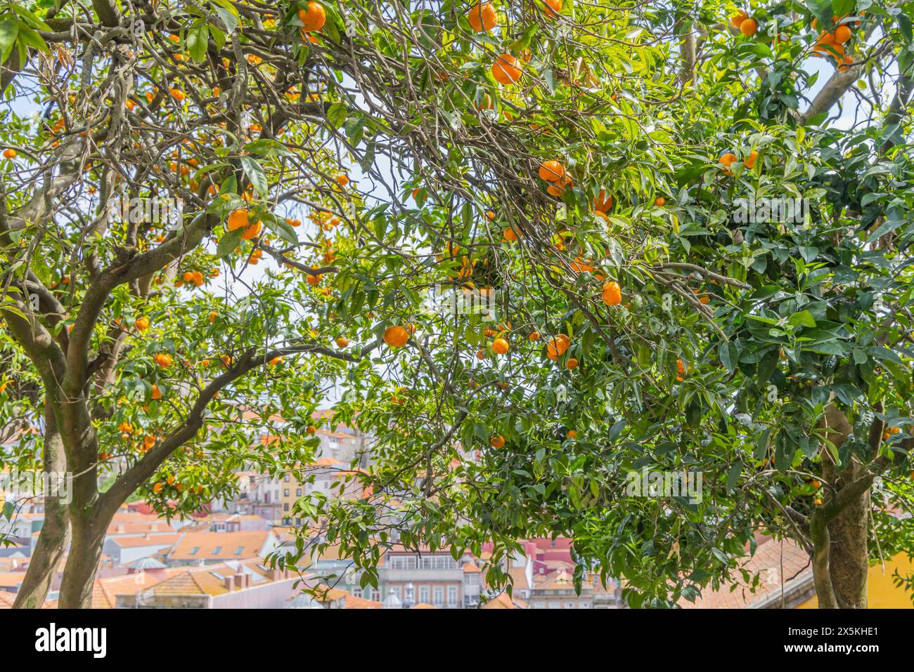 Oranges on their tree hi-res stock photography and images - Alamy