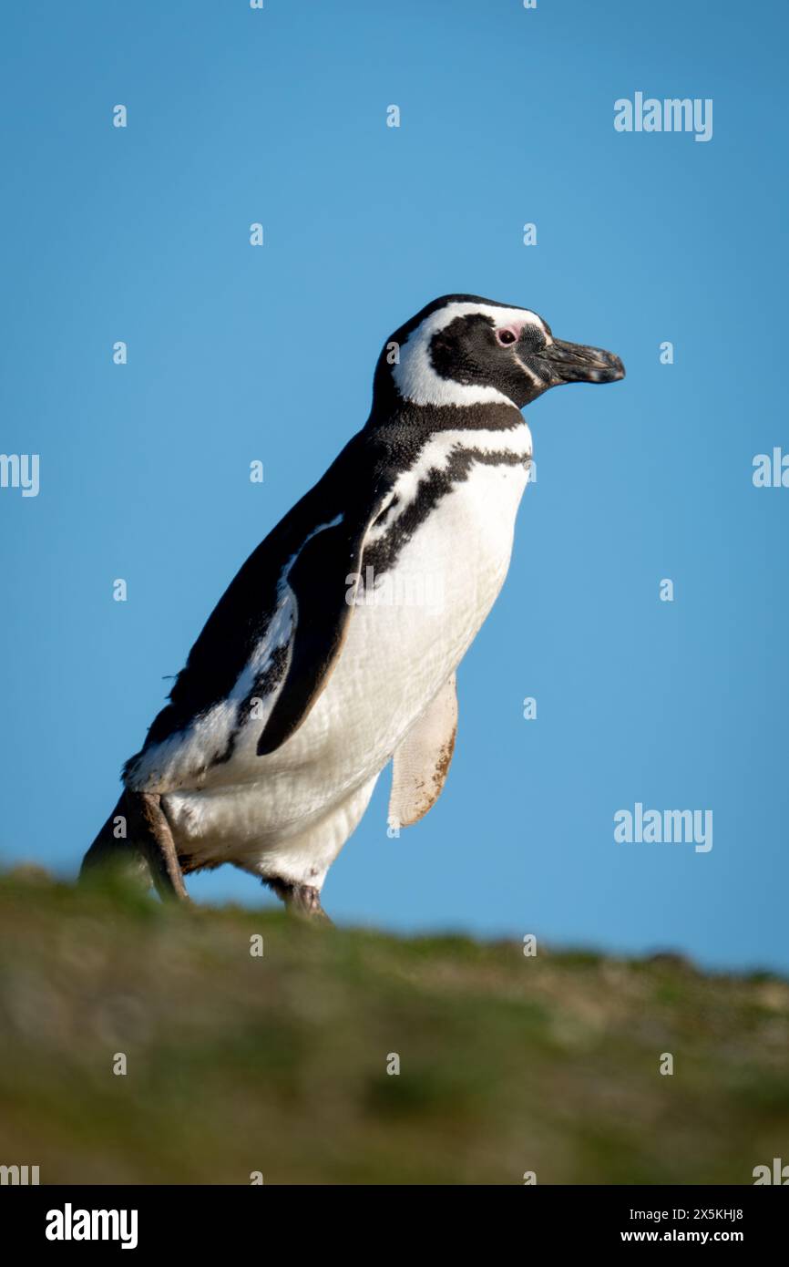 Magellanic penguin waddles down slope in sunshine Stock Photo - Alamy