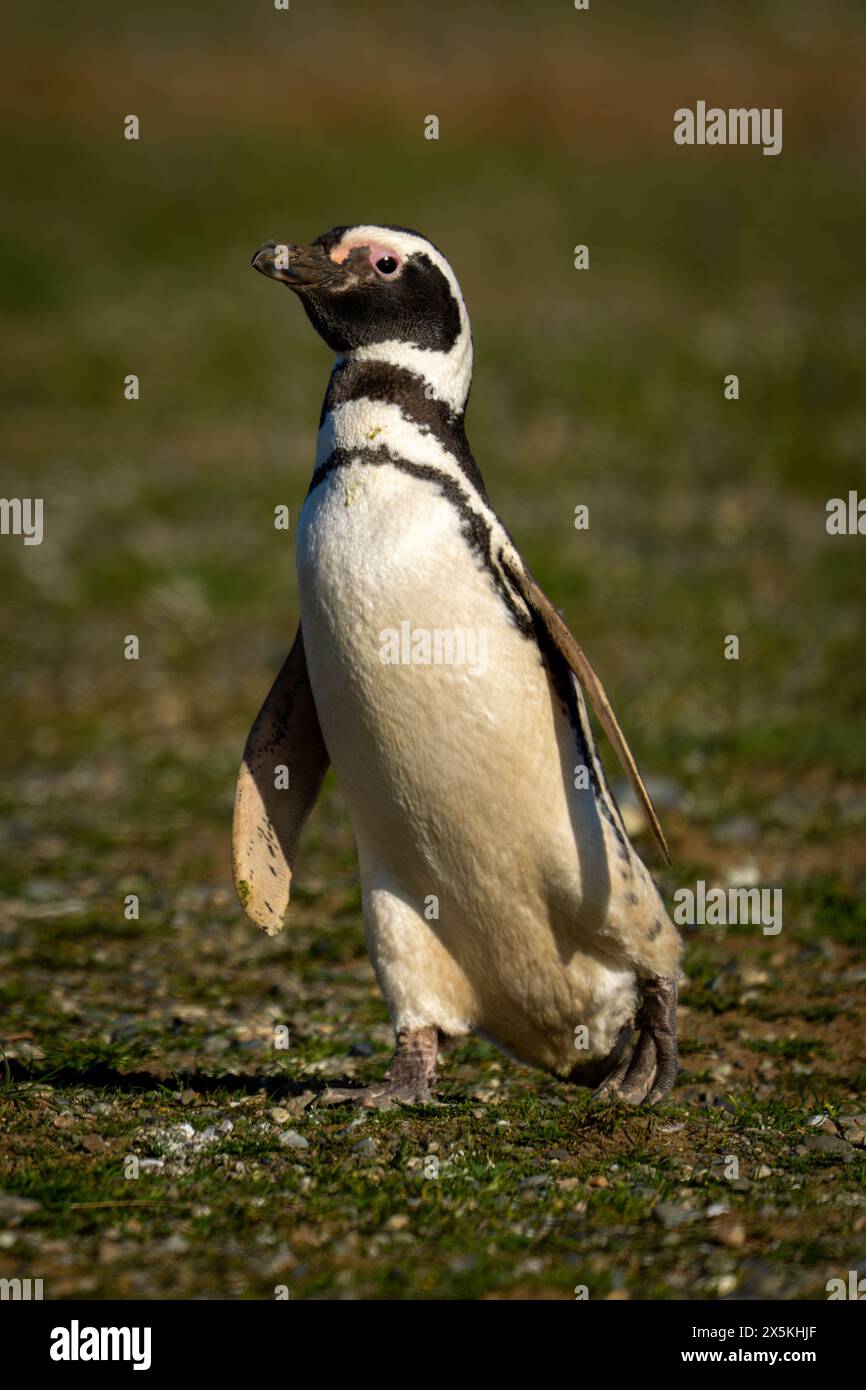 Magellanic penguin with catchlight waddles down slope Stock Photo - Alamy