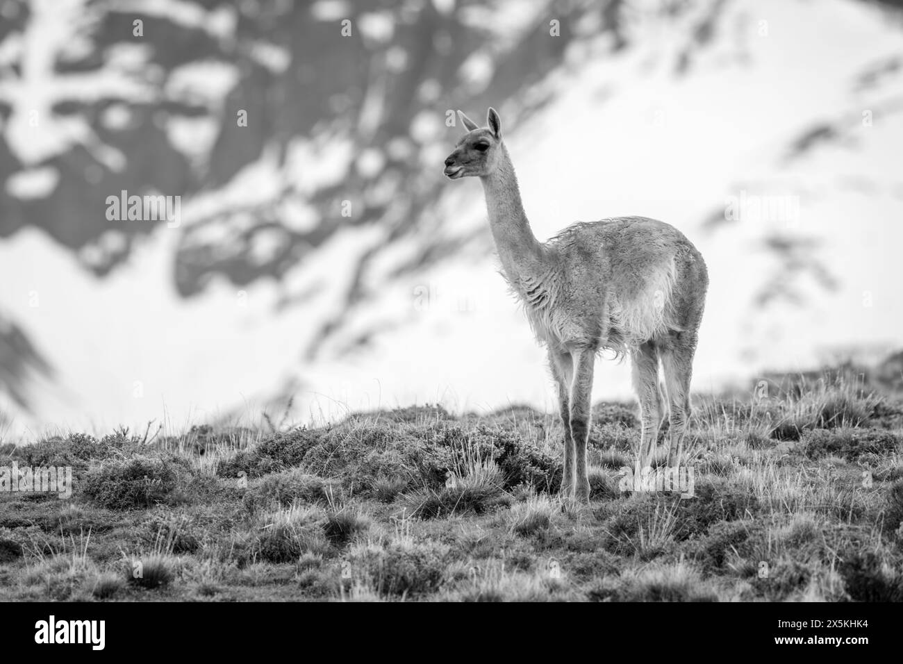 Guanaco on snow Black and White Stock Photos & Images - Alamy