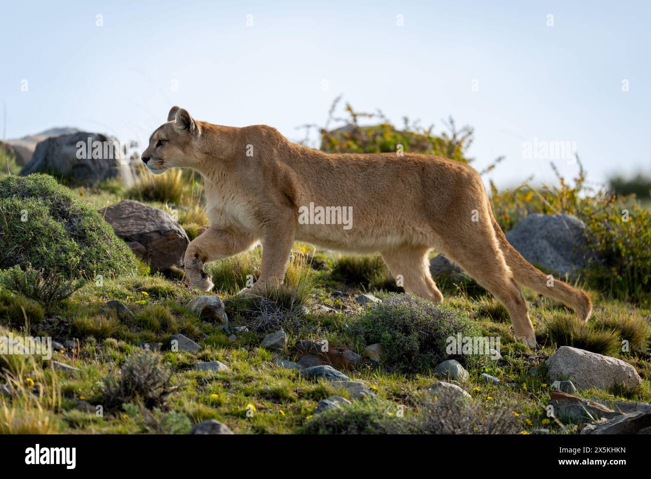 Puma climbs slope amongst rocks lifting paw Stock Photo - Alamy