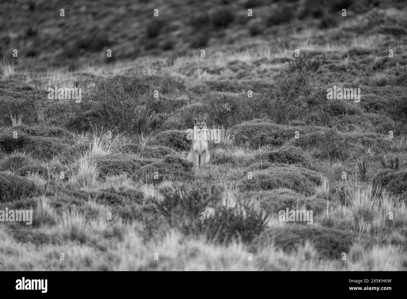 Among bushes Black and White Stock Photos & Images - Alamy