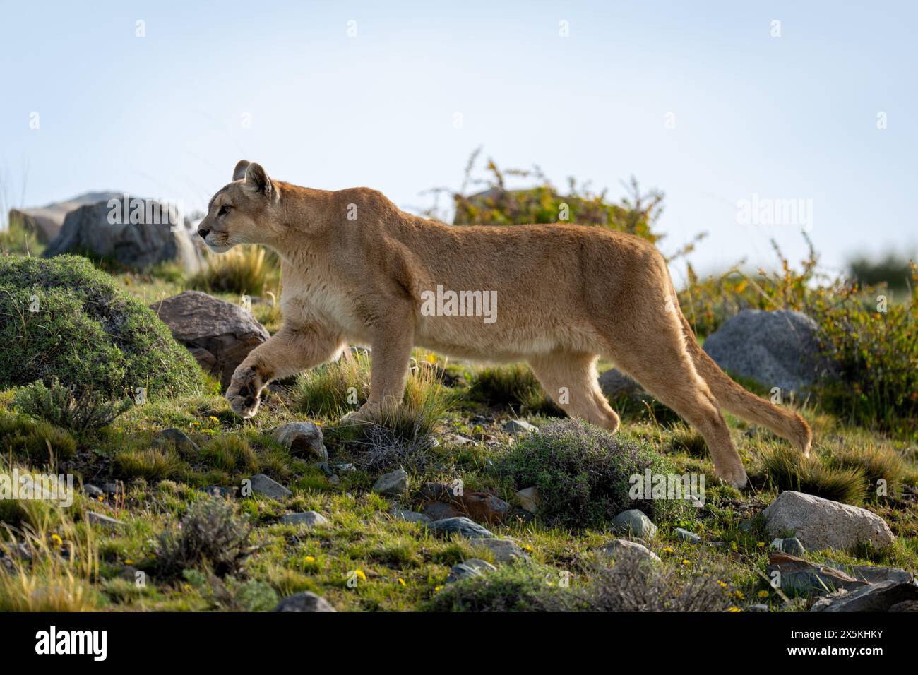 Puma climbs slope amongst rocks lifting foot Stock Photo - Alamy
