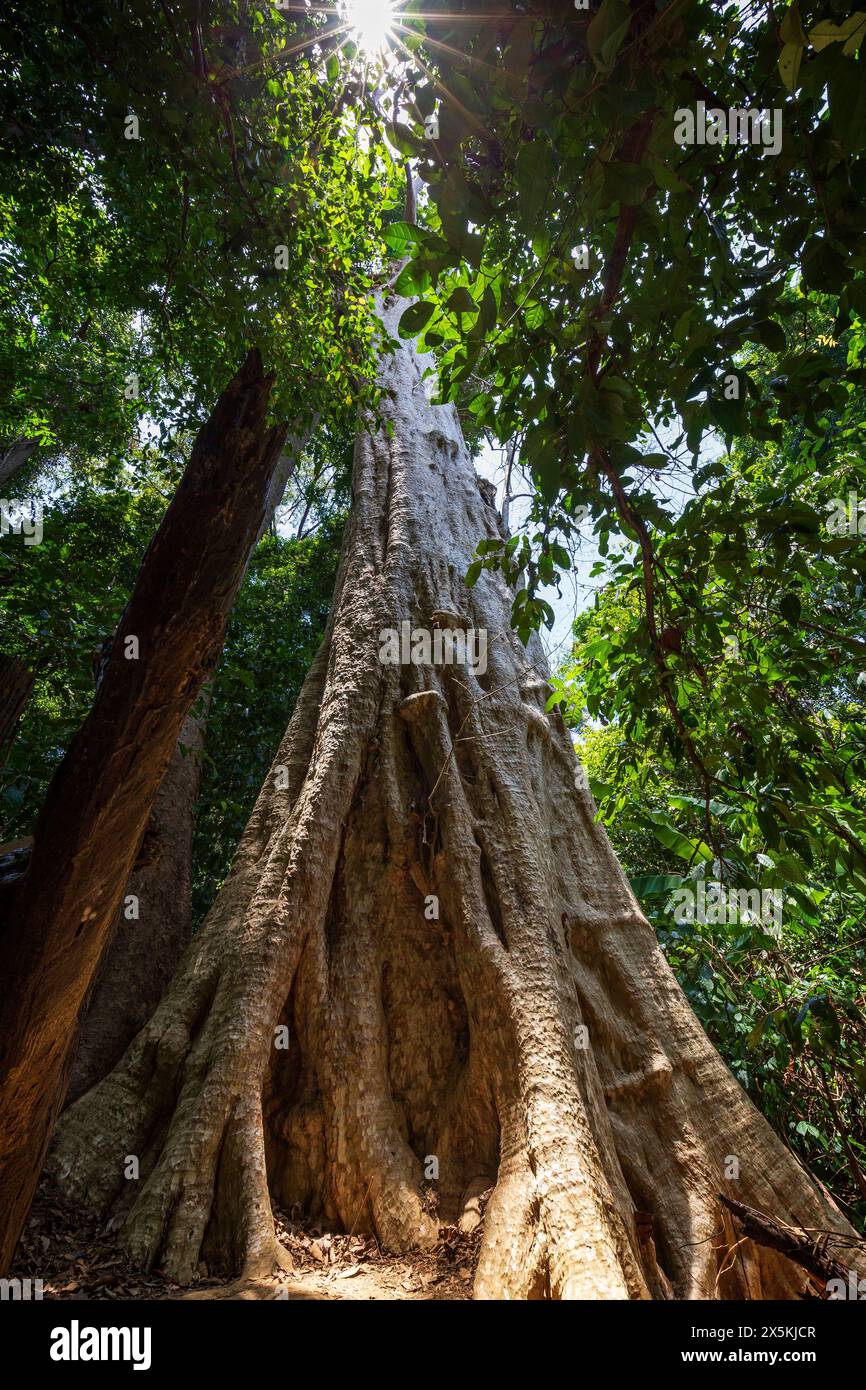 Rainforest tall tree hi-res stock photography and images - Alamy
