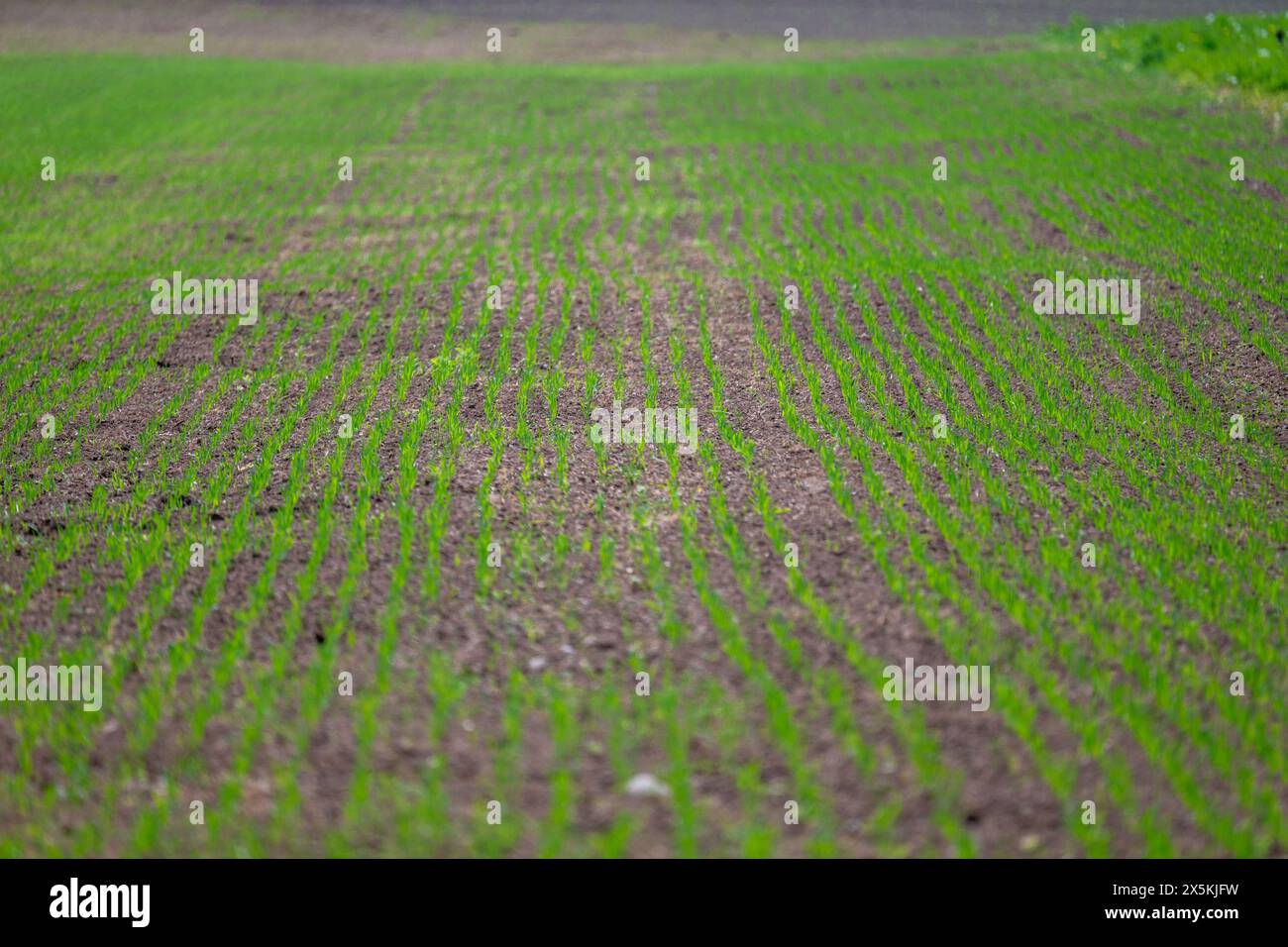Long rows of tiny seedlings in a farmer's field in the English ...