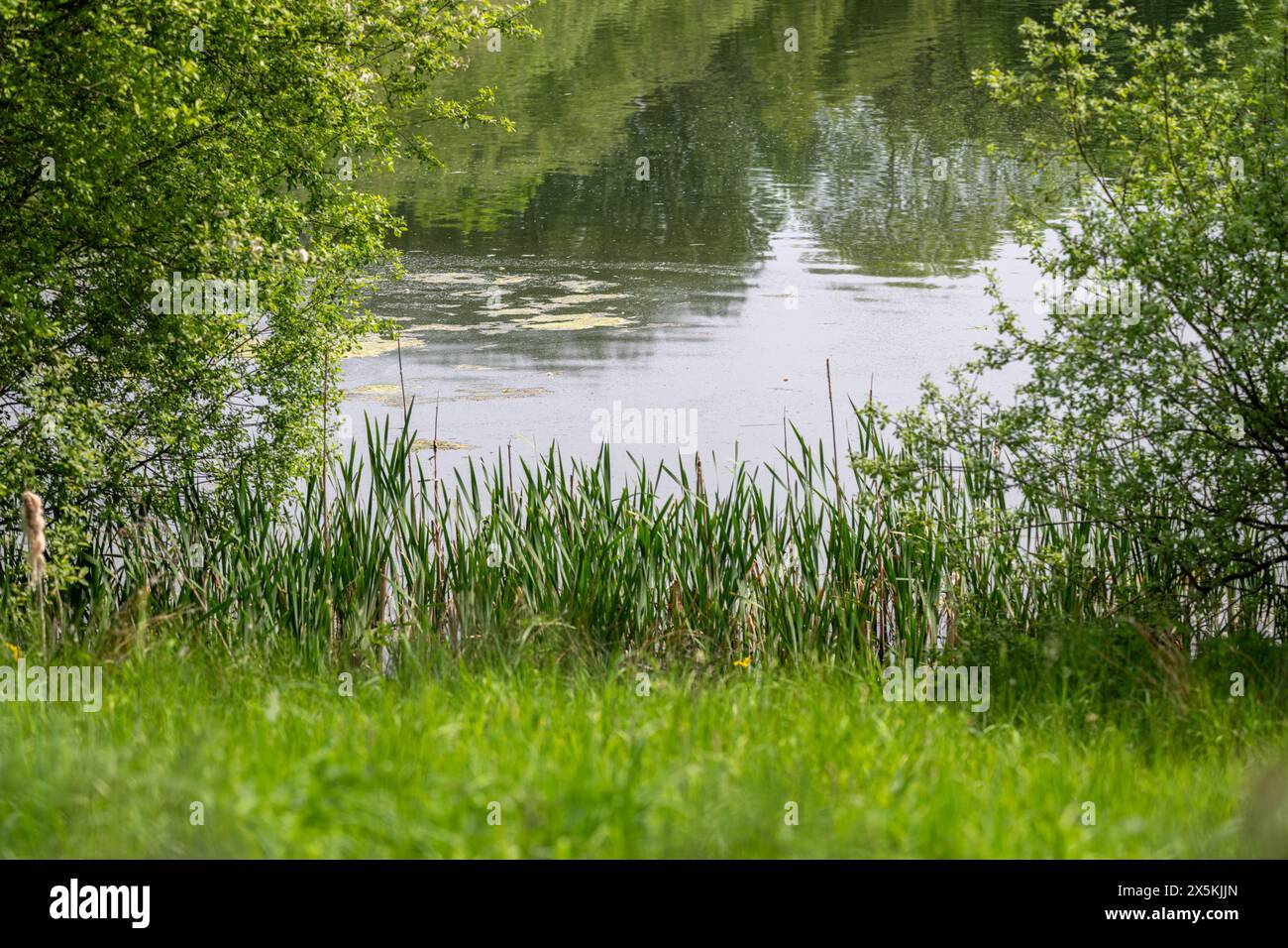 A reedbed is close to the edge of a pool surrounded by trees and shrubs ...