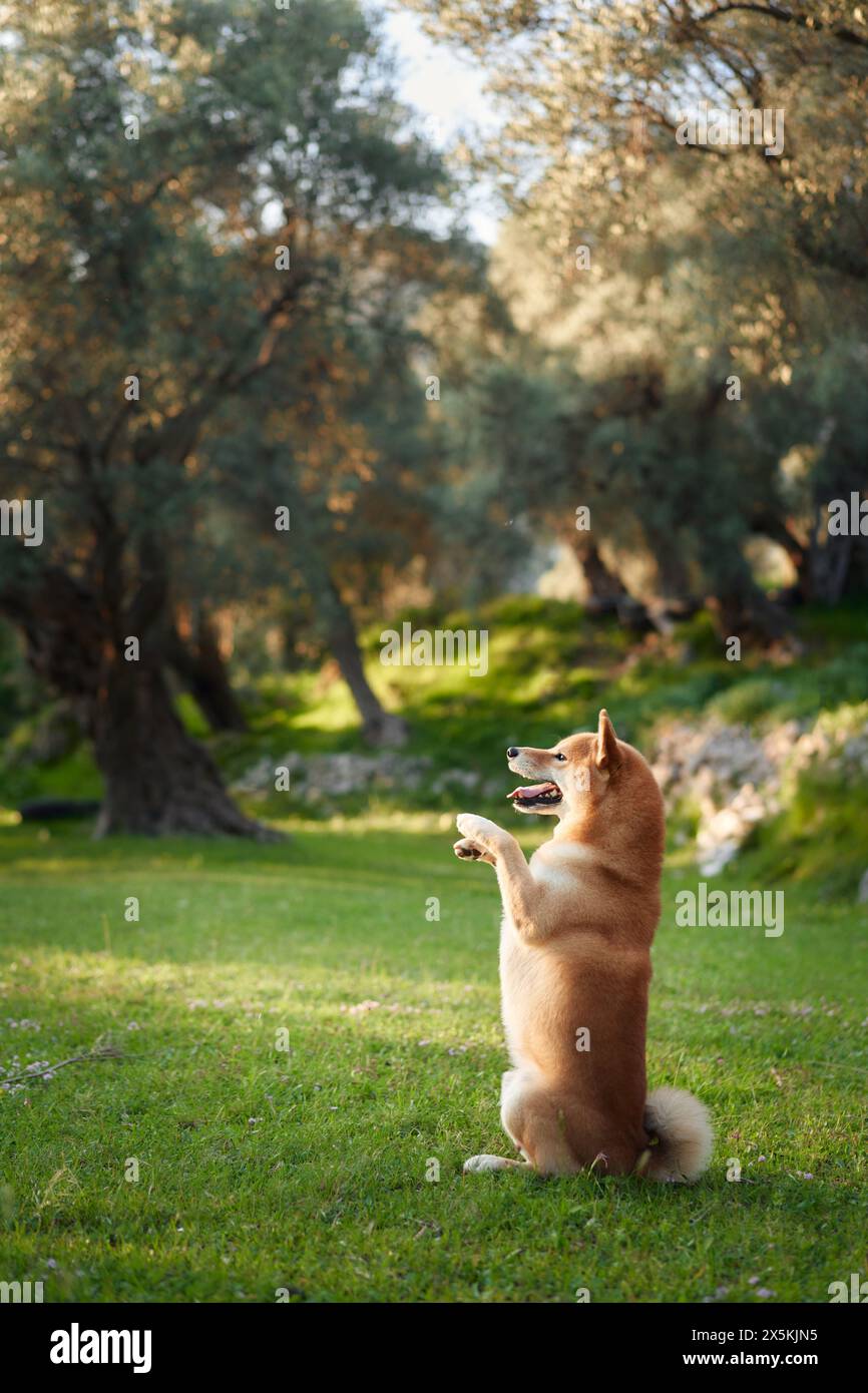 A Shiba Inu dog sits up on its hind legs in a lush green meadow ...