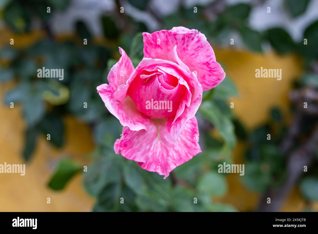 Portugal, Obidos. A pink rose in a garden Stock Photo - Alamy