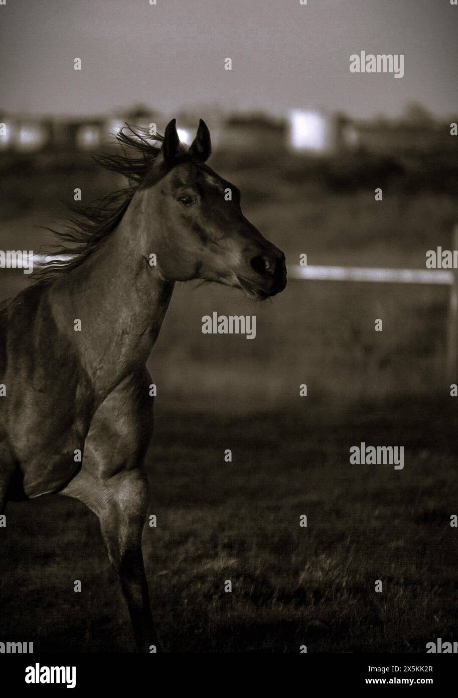 beautiful wild mare horse running free, black and white Stock Photo - Alamy