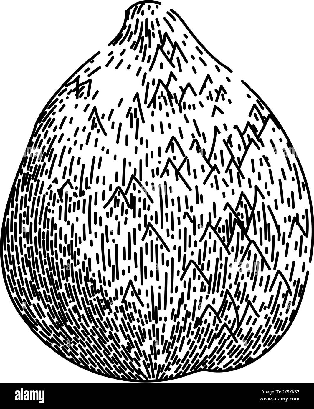 Salacca illustration hi-res stock photography and images - Alamy