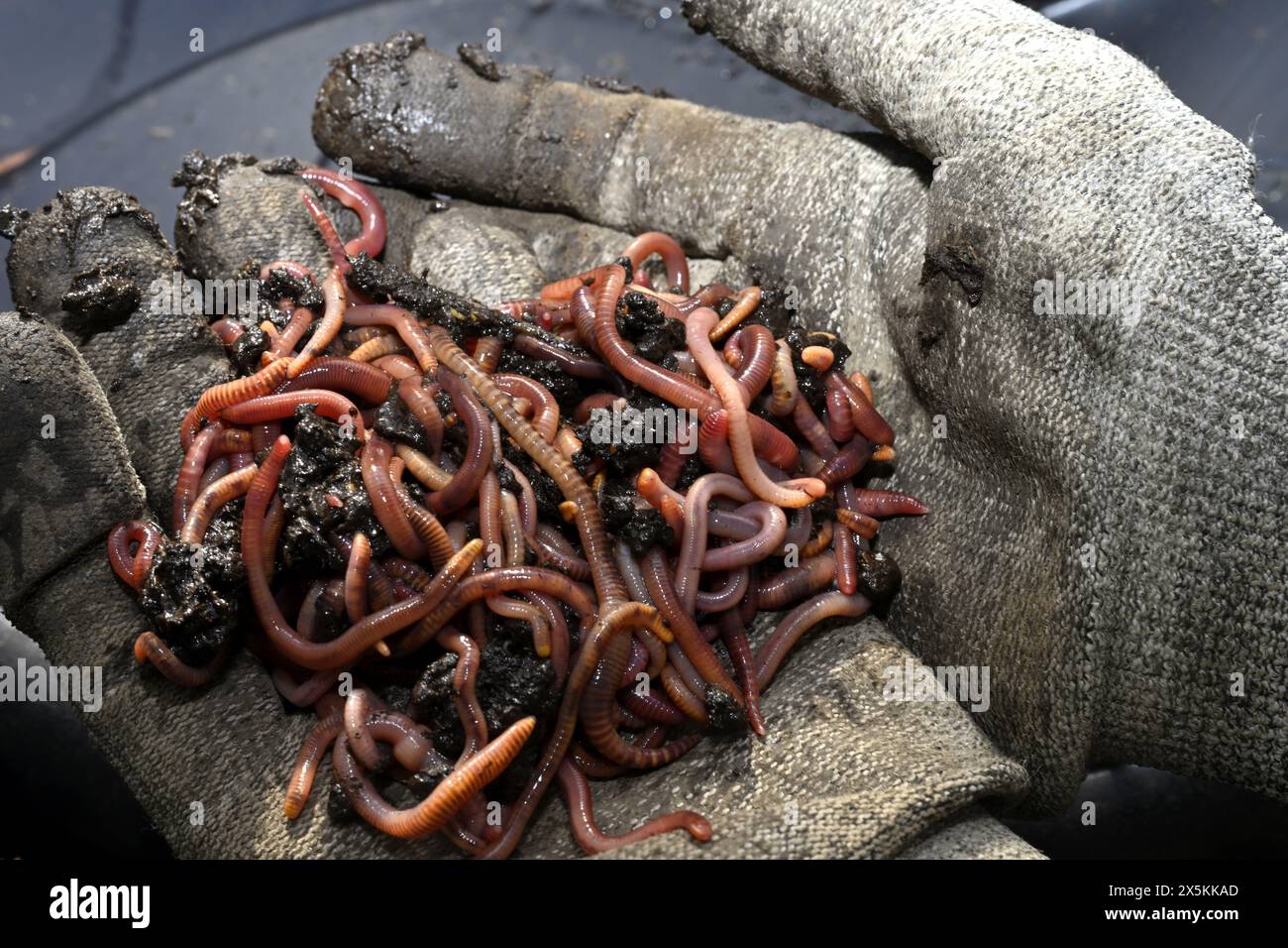 Compost worms hi-res stock photography and images - Alamy
