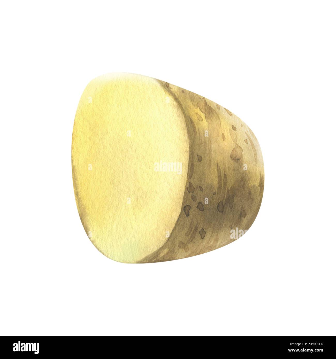 White potato in brown skin, cut off half of a tuber. Watercolor ...