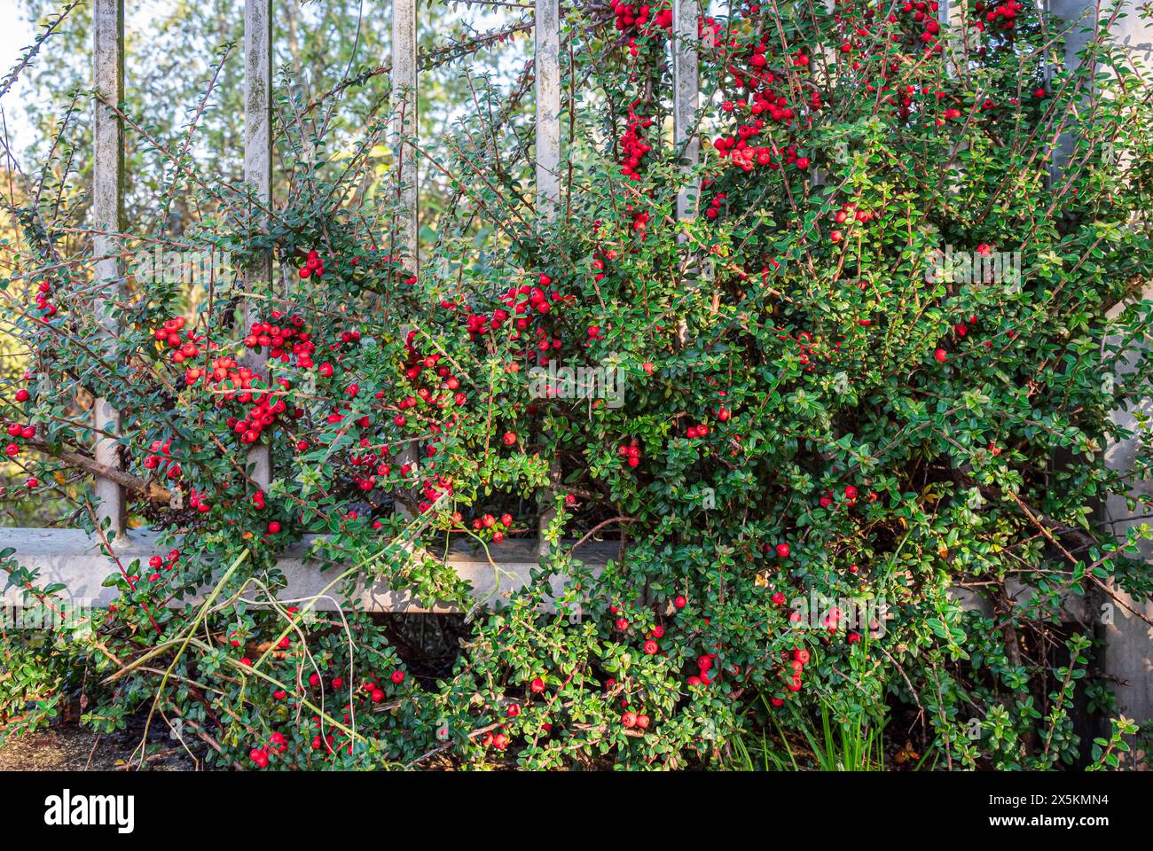 Cotoneaster franchetii red berry hedge bush in Autumn Stock Photo - Alamy
