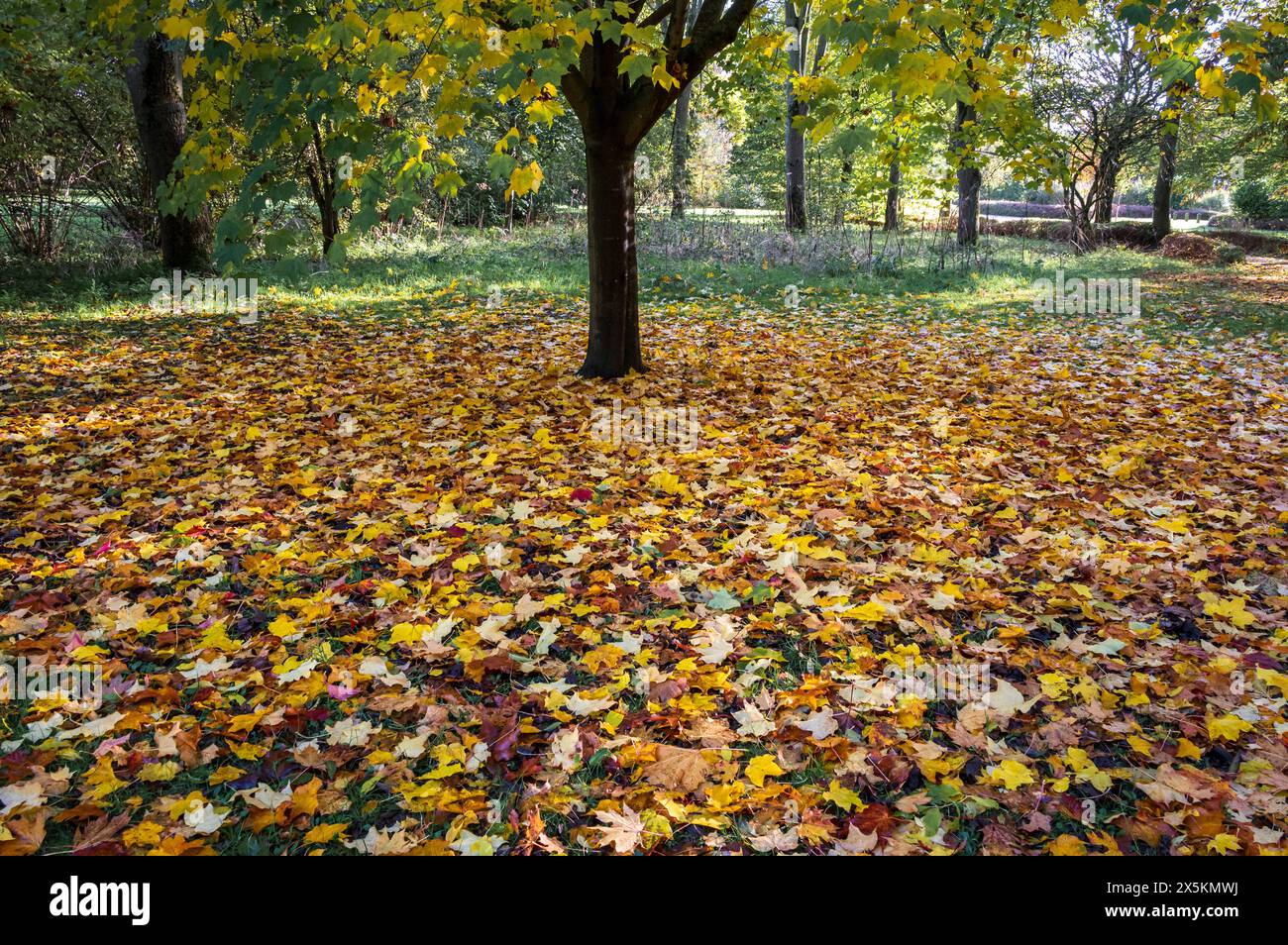 Forest in autumn fallen leaves hi-res stock photography and images - Alamy