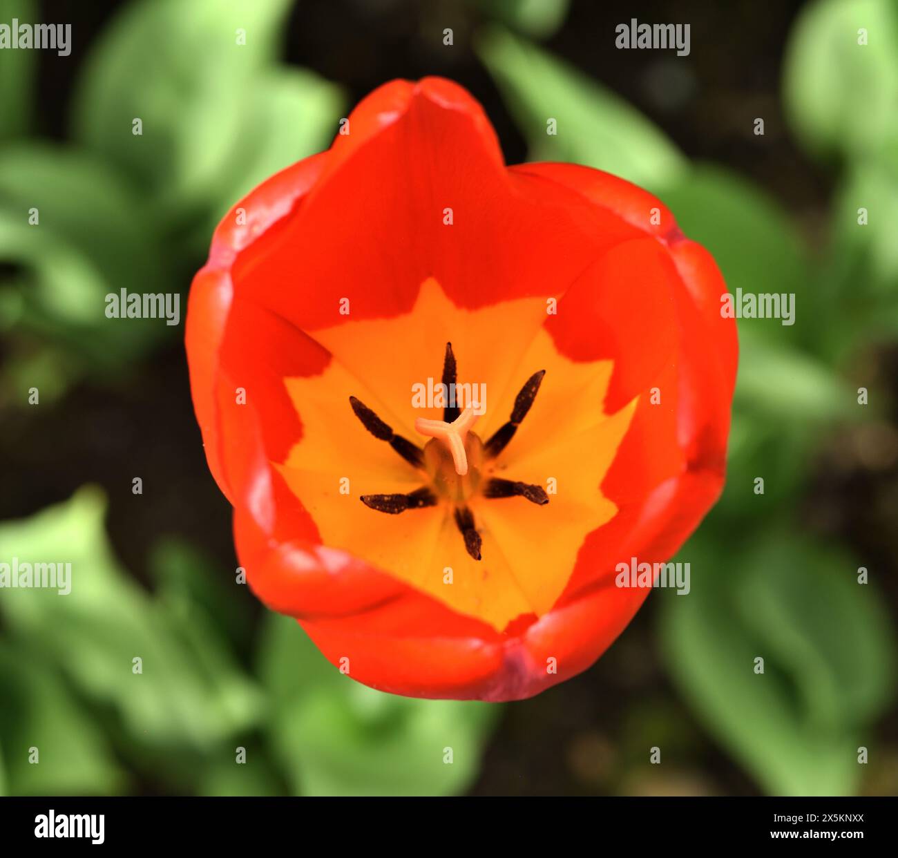 Overhead flower hi-res stock photography and images - Alamy