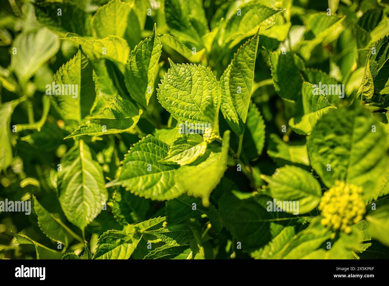 Featuring botanical details hi-res stock photography and images - Alamy