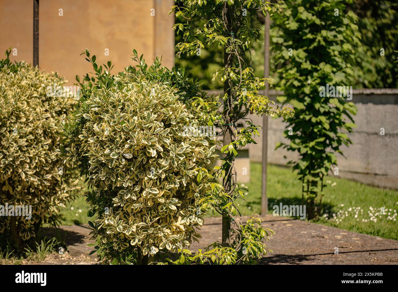 A bush with lush green leaves growing in a well-maintained garden Stock ...