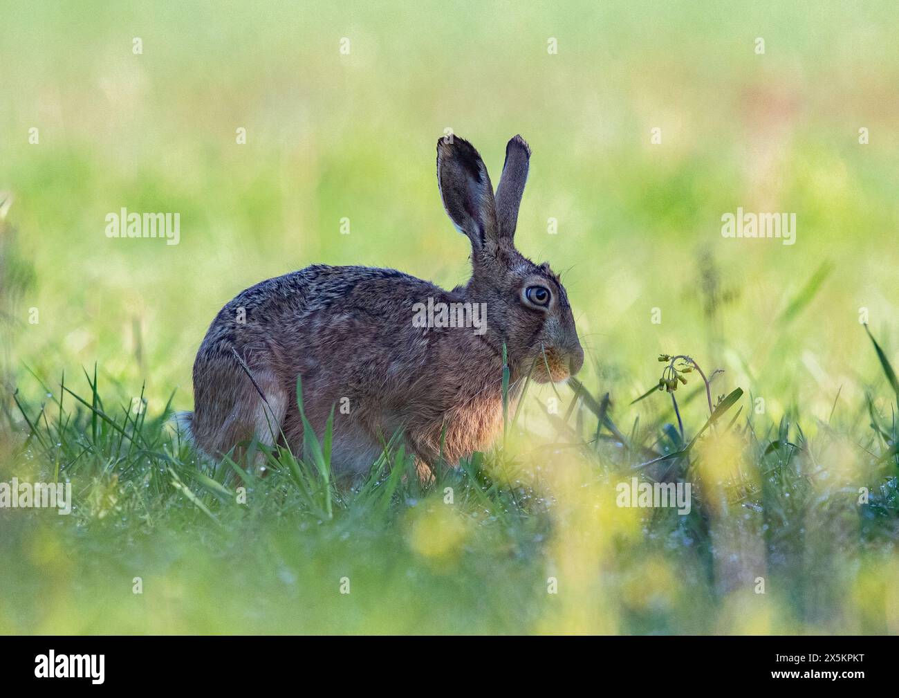 A wise old Brown Hare ( Lepus europaeus) relaxing in the shade while ...