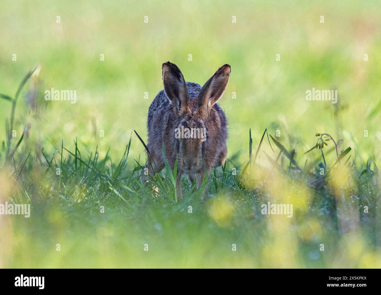 A wise old Brown Hare ( Lepus europaeus) relaxing in the shade on a ...