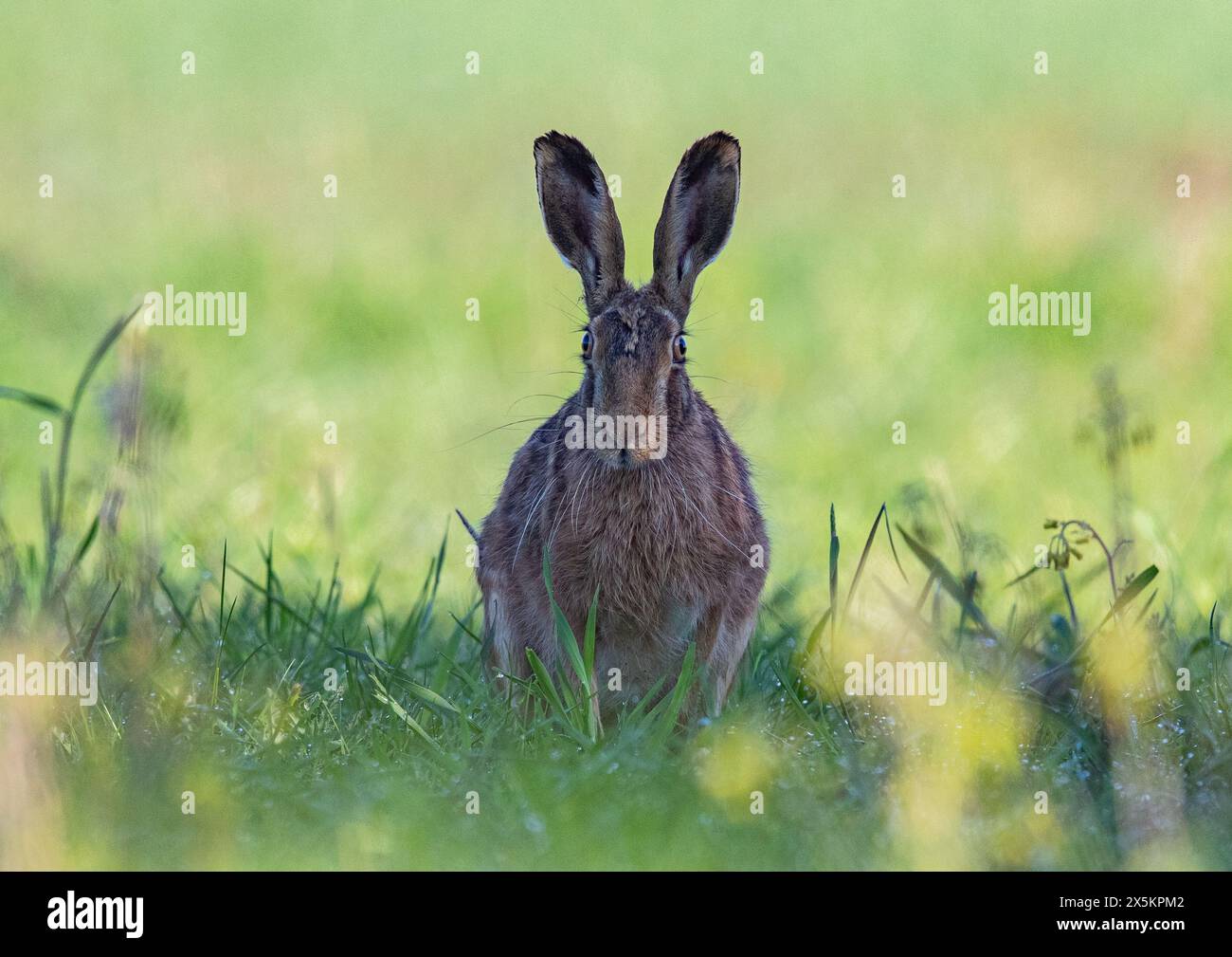 A wise old Brown Hare ( Lepus europaeus) relaxing in the shade on a ...