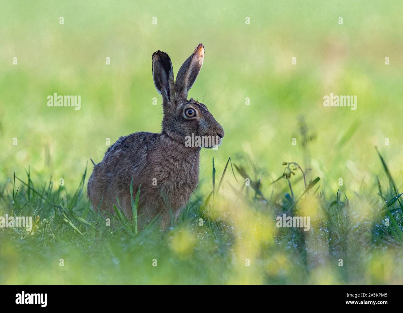 A wise old Brown Hare ( Lepus europaeus) relaxing in the shade on a ...