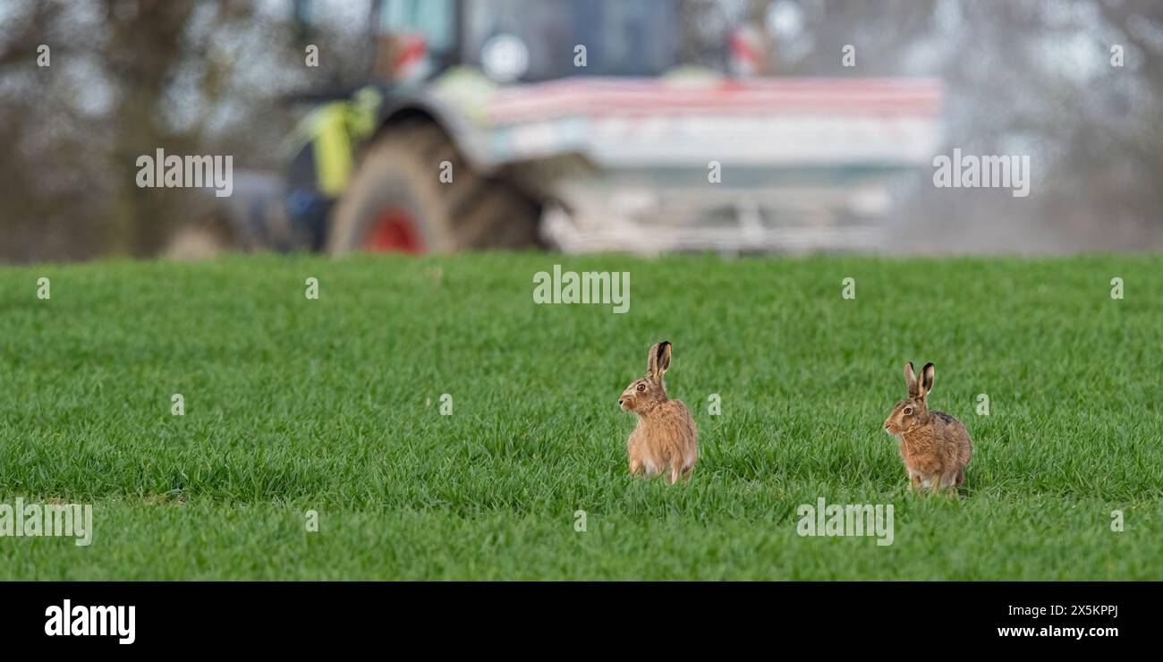 Nature and Agriculture in harmony . Brown Hares (Lepus europaeus ...