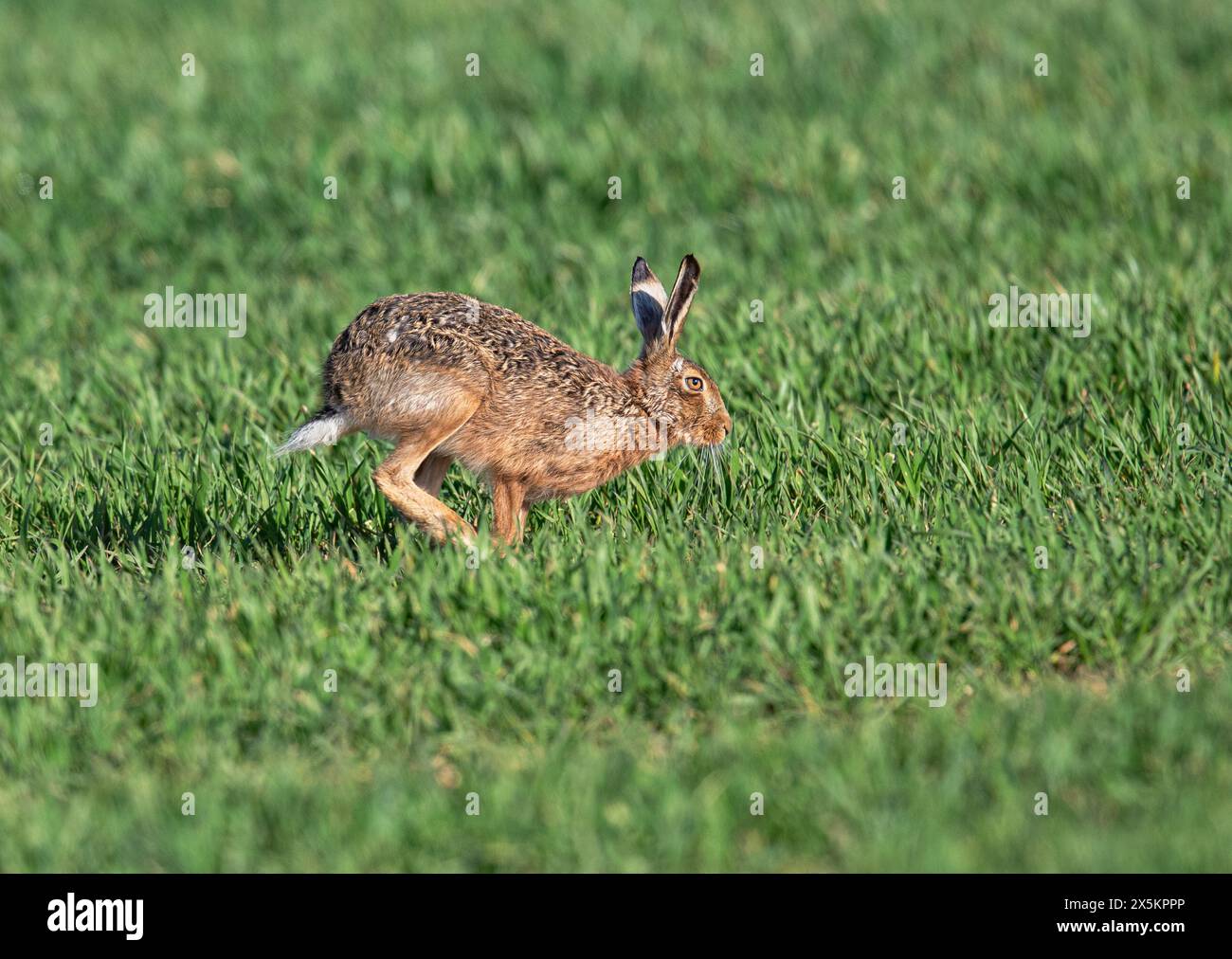A Brown Hare (Lepus europaeus) accelerating across the farmers crop ...