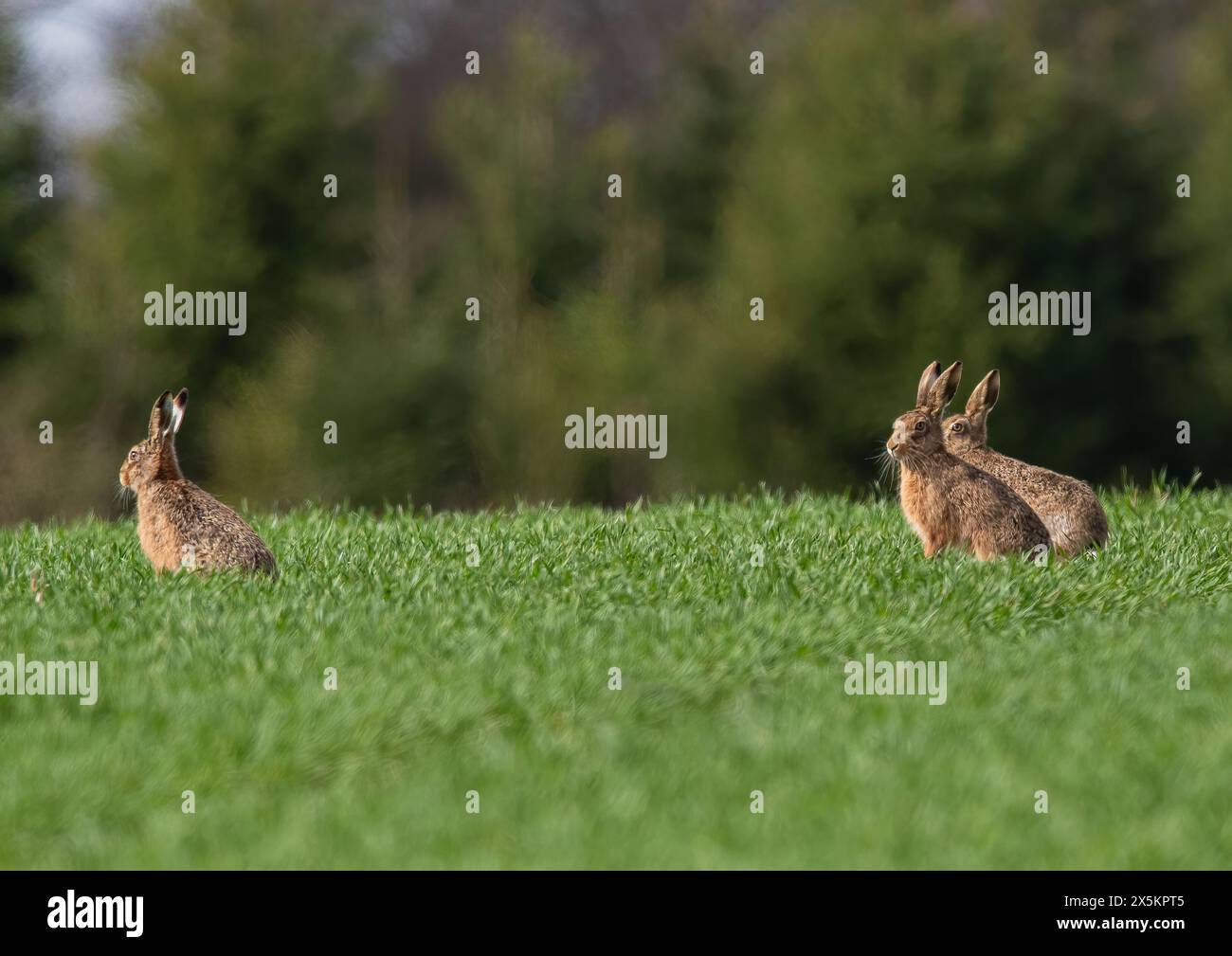 Three's a crowd . Three Brown Hares (Lepus europaeus ) showing ...