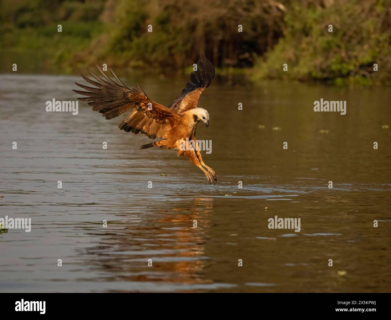 Black-collared Hawk, Busarellus nigricollis, Brazil, South America ...