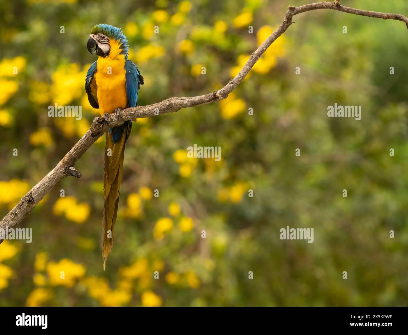 Blue-and-Yellow Macaw, Ara Ararauna, also known as the Blue-and-Gold Macaw, Pantanal, Brazil ...