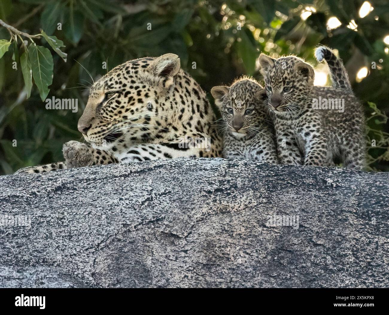 Leopard panthera pardus adult hi-res stock photography and images - Alamy