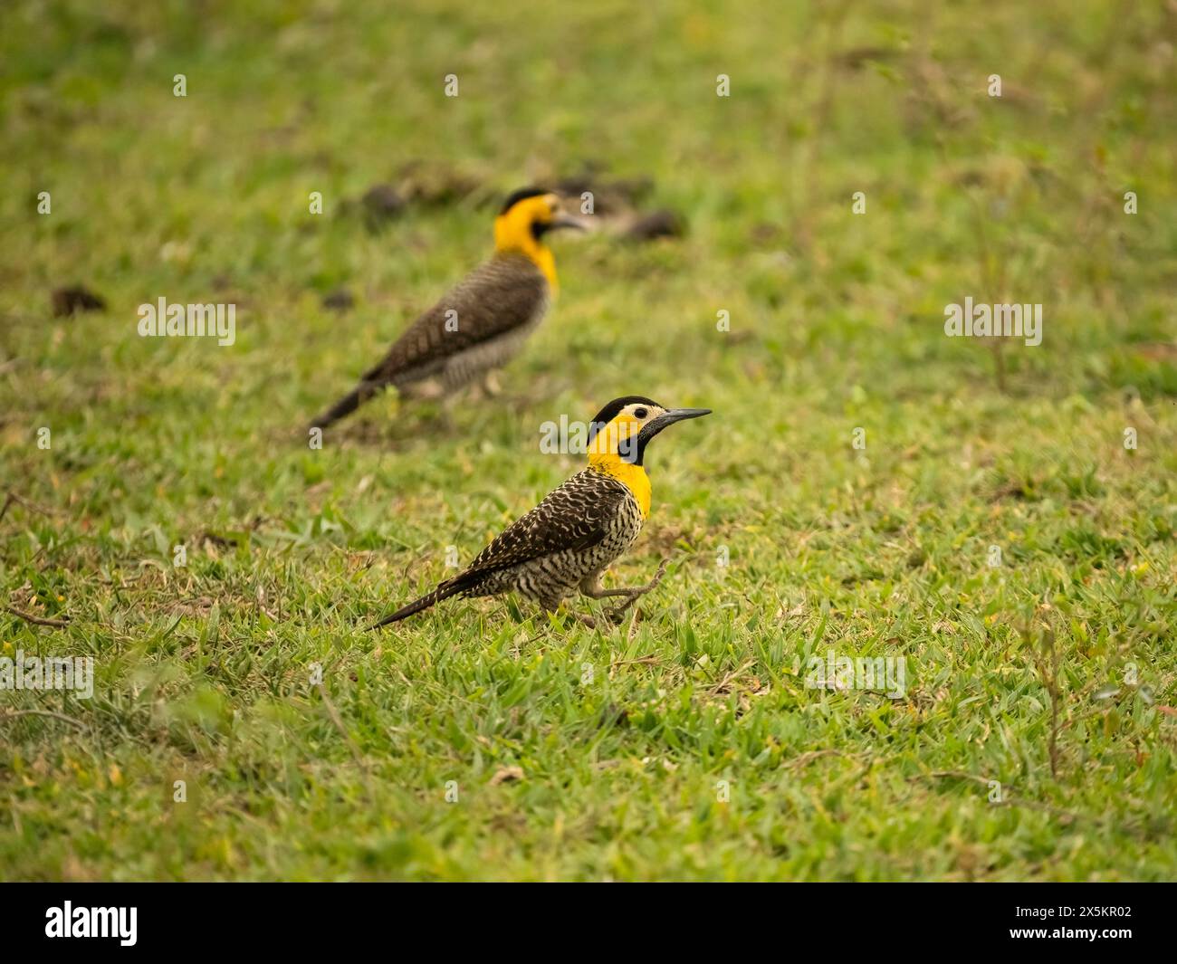 Campo Flicker, Colaptes campestris, Brazil, South America Stock Photo ...