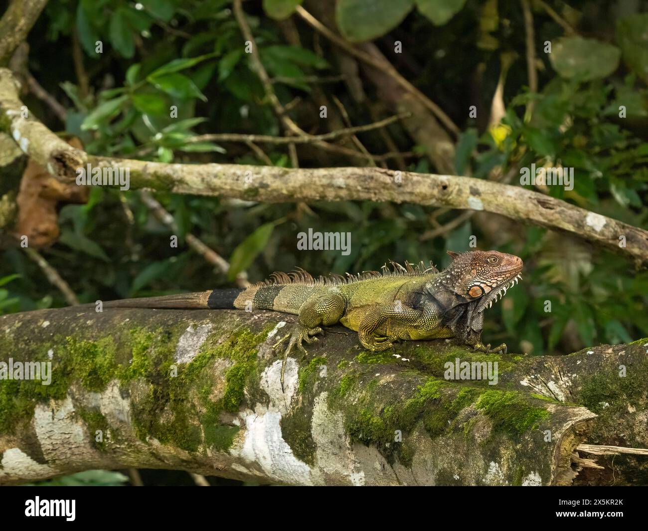 Green Tree Iguana, aka Green Iguana, Iguana iguana, Costa Rica, Central ...