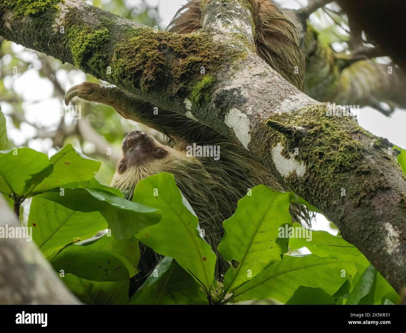 Hoffmann's Two-toed Sloth, Choloepus hoffmanni, Costa Rica, central ...