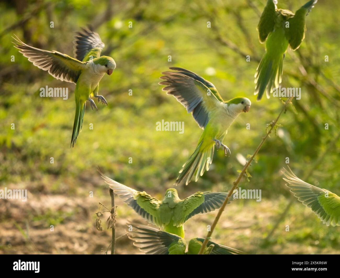 Monk Parakeet, Myiopsitta Monachus, Brazil, South America Stock Photo ...