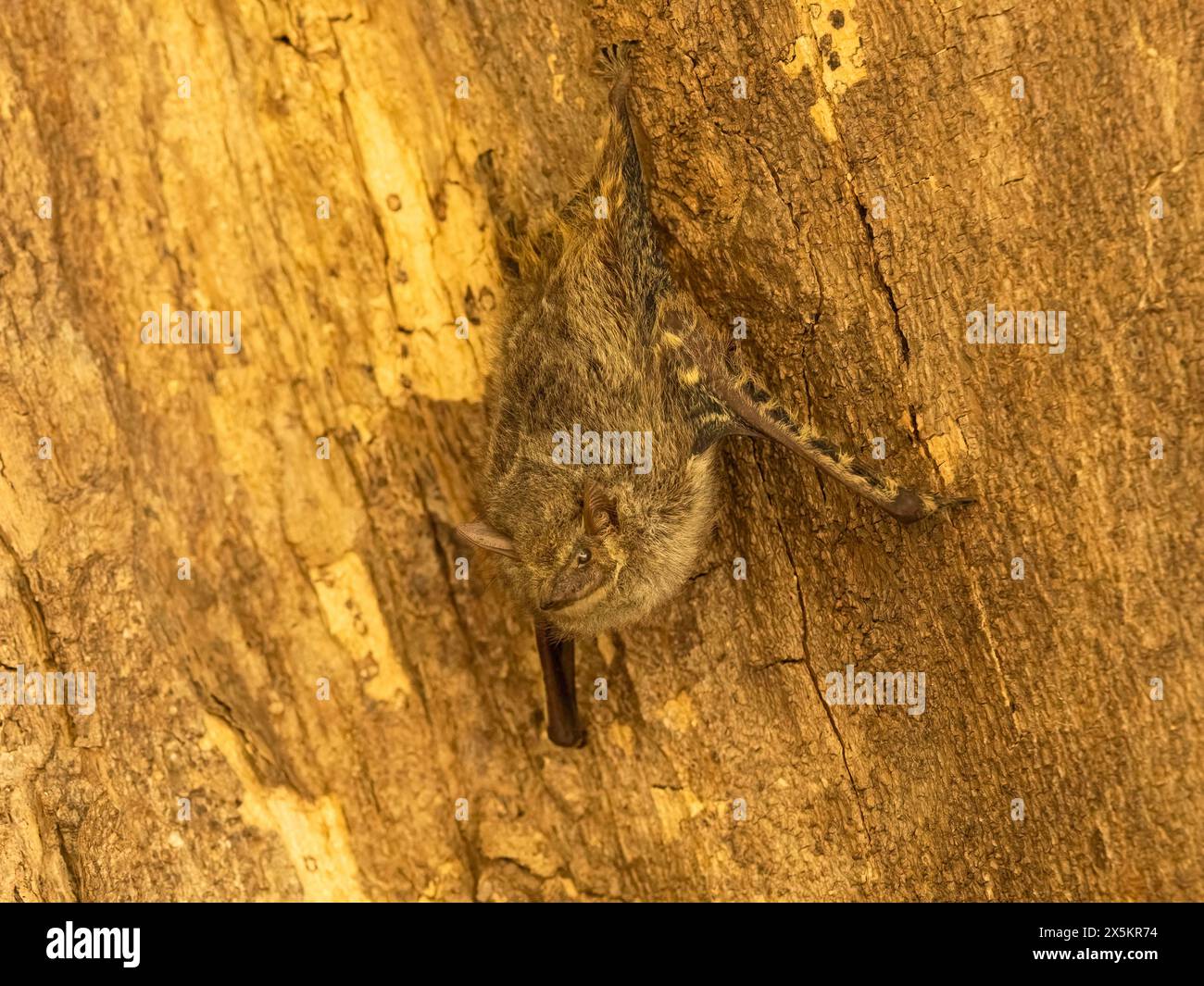 Proboscis Bat, Rhynchonycteris naso, Brazil, South America Stock Photo ...