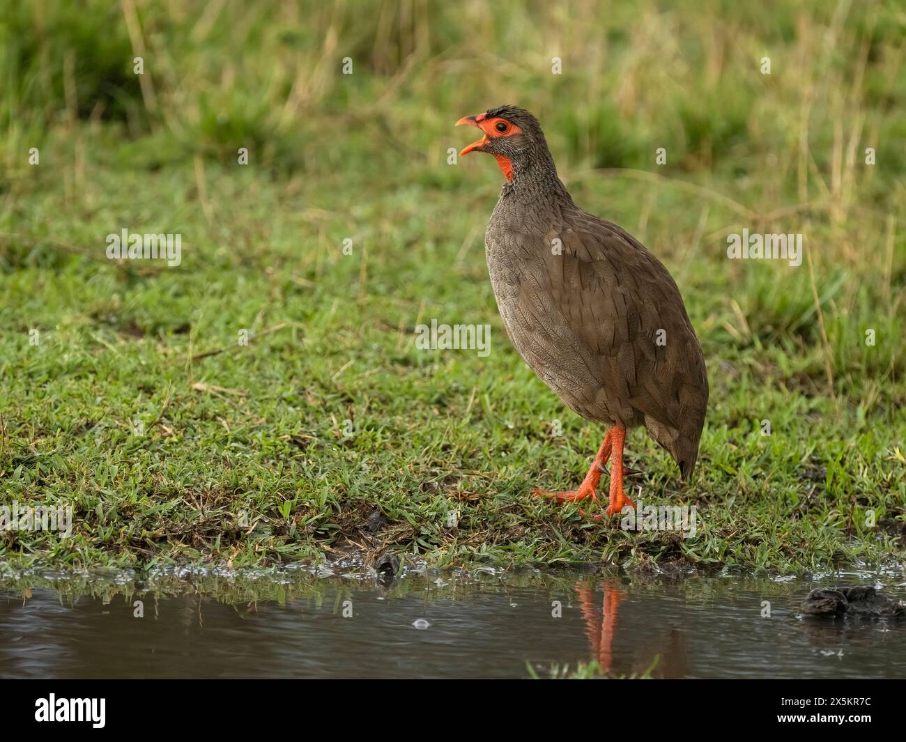 Red-necked Spurfowl, Pternistis afer, calling along water, Serengeti ...