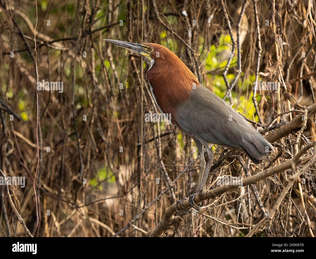 Rufescent Tiger Heron, Tigrisoma lineatum, Brazil, South America Stock ...
